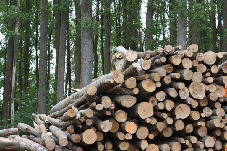 ¿Qué afecta la densidad de la madera? - MADERIA.es