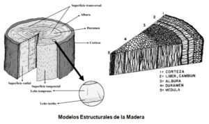 ¿Qué diferencias hay en las propiedades entre la madera de corazón y la ...