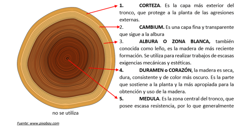 ¿Qué es la lignina y cuál es su papel en la estructura de la madera ...