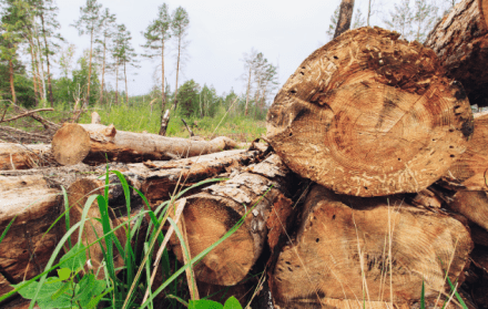 ¿Qué es la madera de balsa y cuál es su peso específico? - MADERIA.es