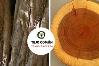 ¿Qué es la madera de tejo y cuáles son sus usos tradicionales? - MADERIA.es